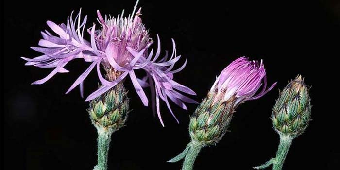 Fall Stewards – “Noxious and Obnoxious Weeds” – Gallatin Conservation ...